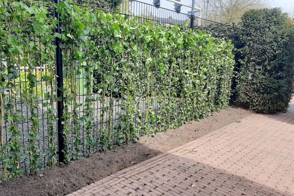 DSM hekwerk met Hedera