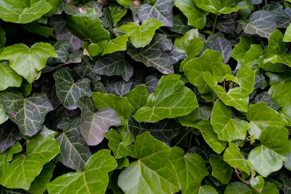 Hedera: de Klimop