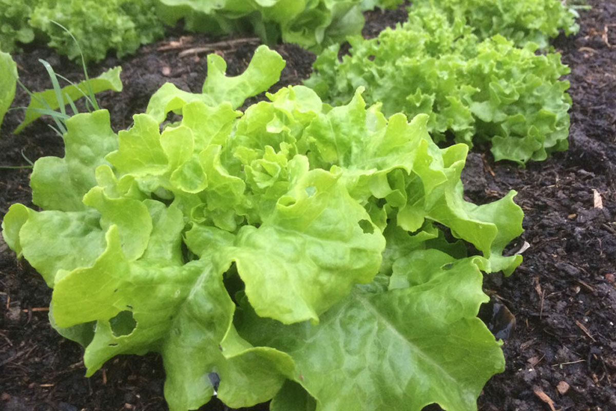 Groene vingers kweken: De ultieme gids voor het kweken van groenten in ...