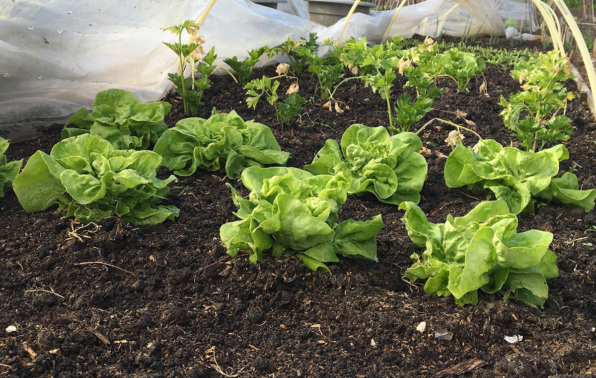 Groene vingers kweken: De ultieme gids voor beginners in de moestuin