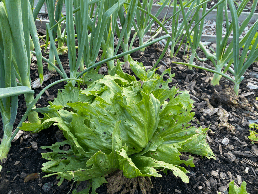 5 Tips voor het planten van sla