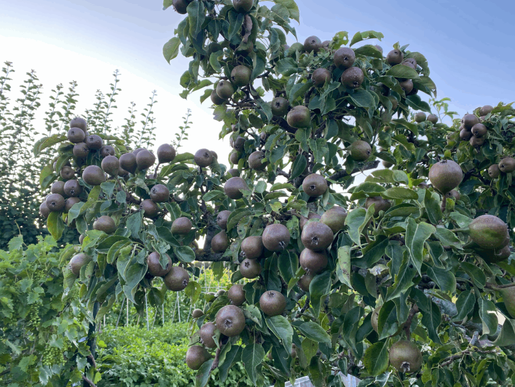 5 Tips voor het bestellen van een fruitboom