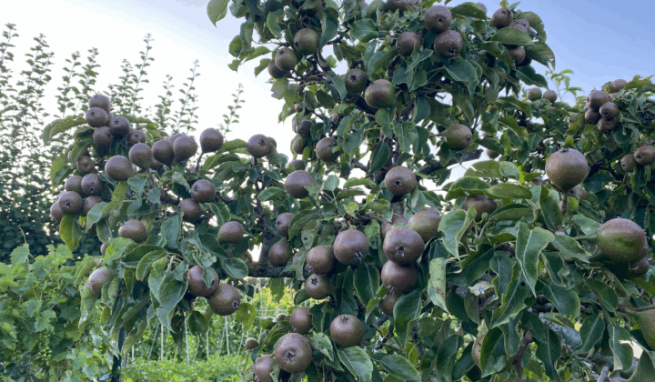 5 Tips voor het bestellen van een fruitboom