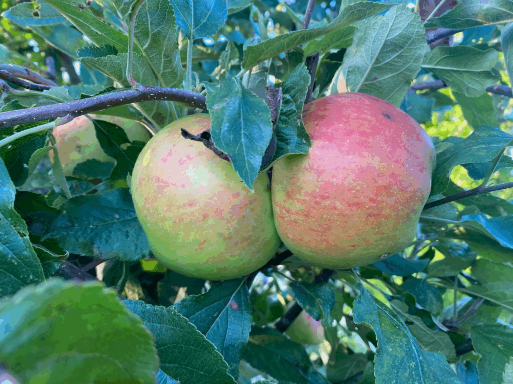 5 Tips voor het zelf kweken van appels
