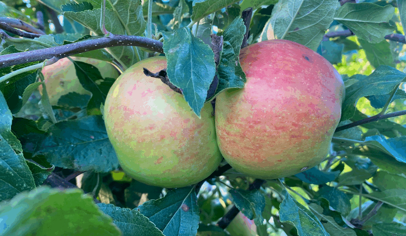 5 Tips voor het zelf kweken van appels